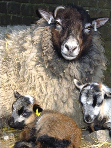 ...A VERY FAIRY GARDEN...: ~Shetland Schaap